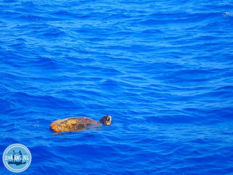 Turtles on Crete